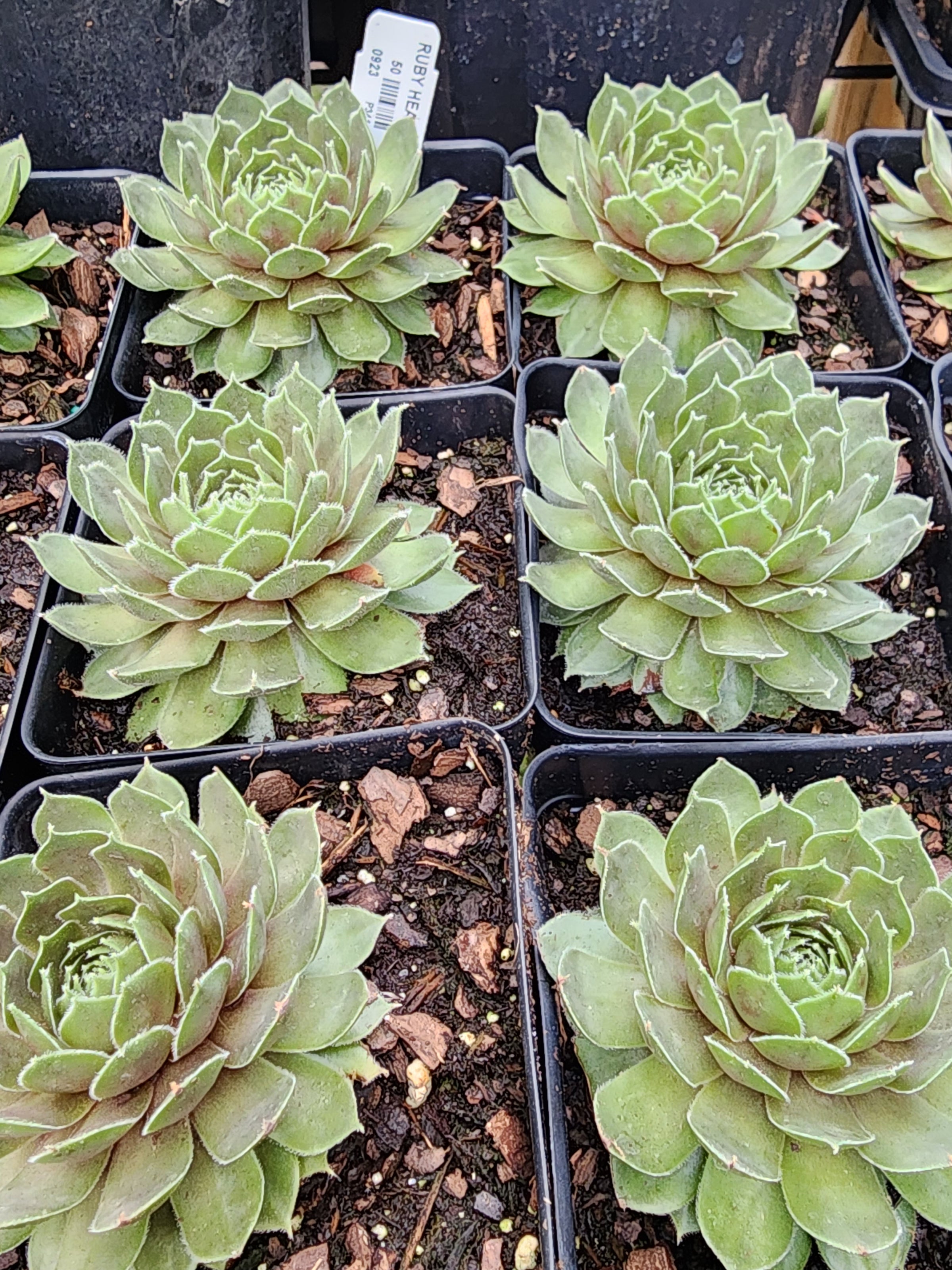 Sempervivum Silverine
